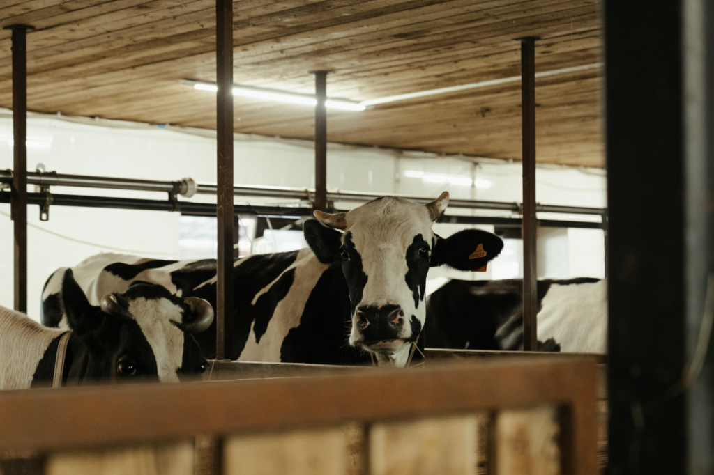 Is Meat Woth It? - AgroTech Noire