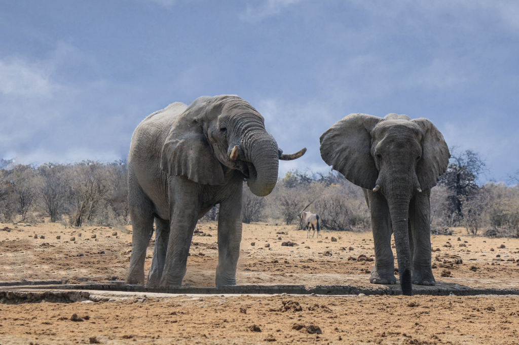 What You Should Know About the 6th Mass Extinction and How to Respond ...